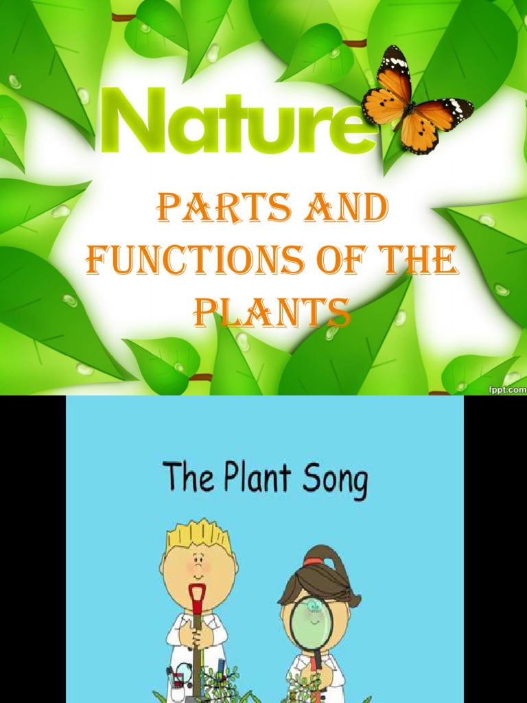 Plant Parts and Their Functions | PDF | Plants | Leaf