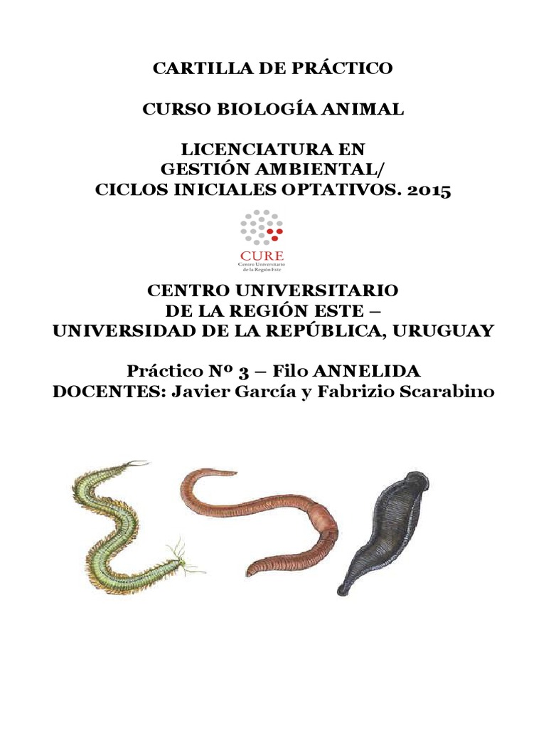 Práctico No 3– Filo ANNELIDA: Características y clasificación | PDF | Protostomas | Organismos