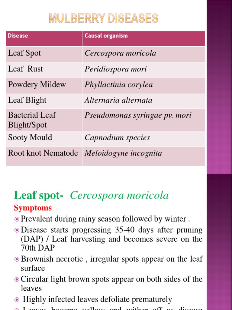 Cercospora Moricola Peridiospora Mori Phyllactinia Corylea Alternaria ...