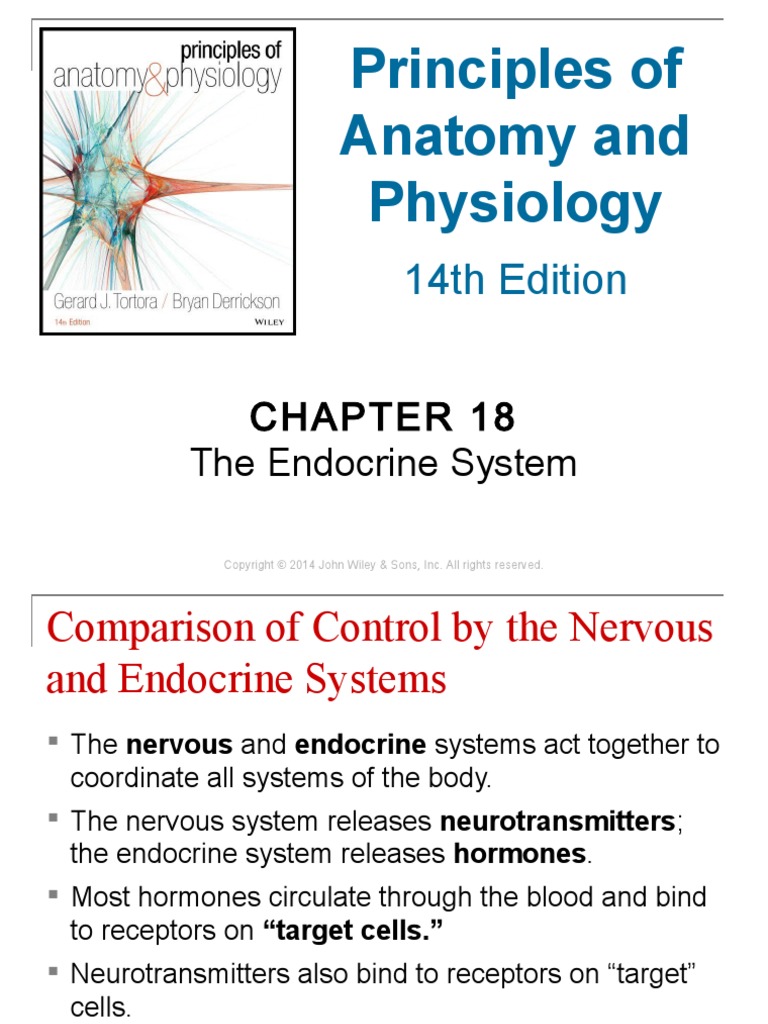 Principles of Anatomy and Physiology: The Endocrine System | PDF ...