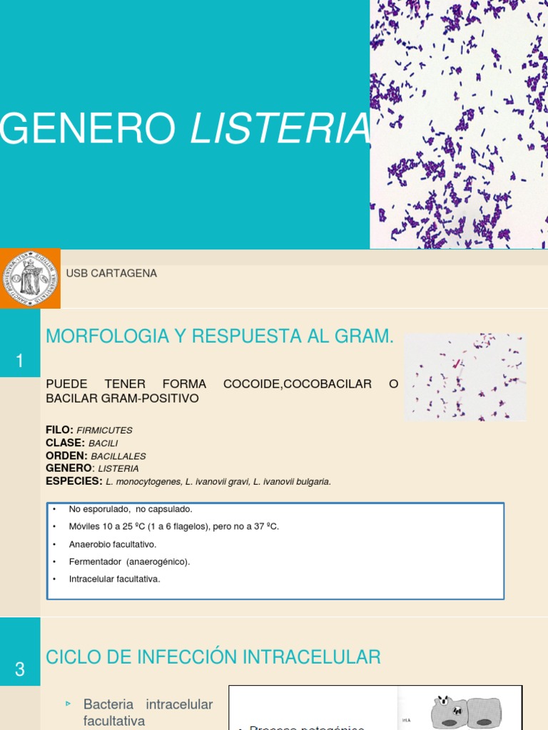 Morfología y Cultivo de Listeria | PDF | Microbiología | Organismos