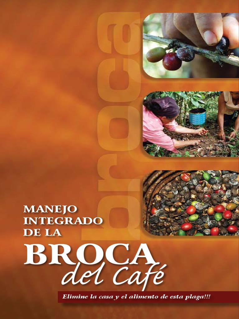 Broca Del Cafe | PDF | café | Insectos