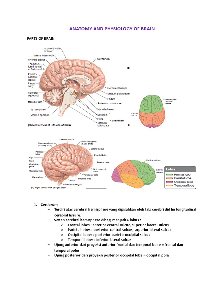 The Neuroanatomy of the Brain | PDF