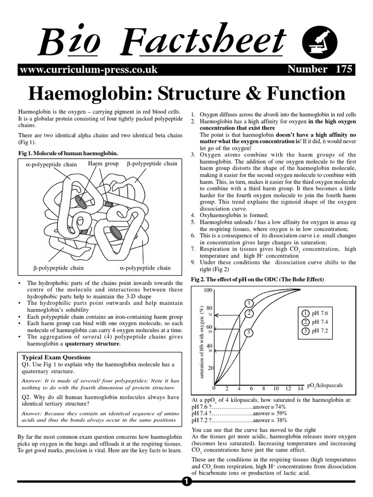 Bio Factsheet: Haemoglobin: Structure & Function | PDF | Hemoglobin | Blood