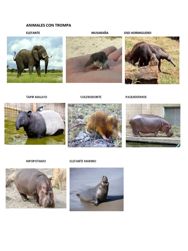 Animales Con Trompa | PDF