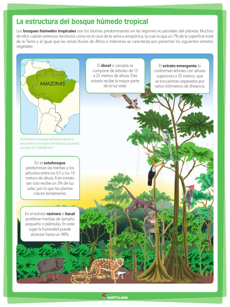 Estructura del Bosque Húmedo Tropical | PDF | Selva | Zona tropical