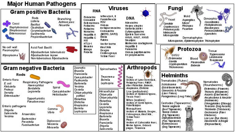 Fungi Gram Positive Bacteria Viruses: Non-Tuberculous Mycobacteria ...