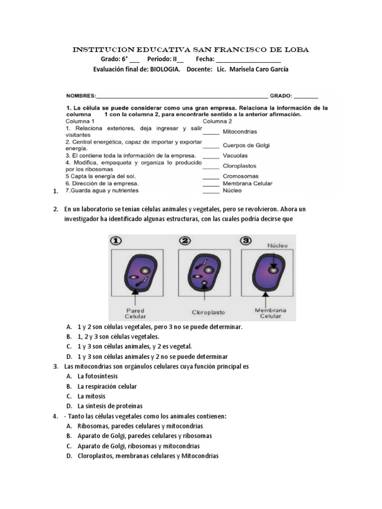 Evaluacion Final de Biologia Grado 6° Perido Ii 2019 | PDF | Ribosoma ...
