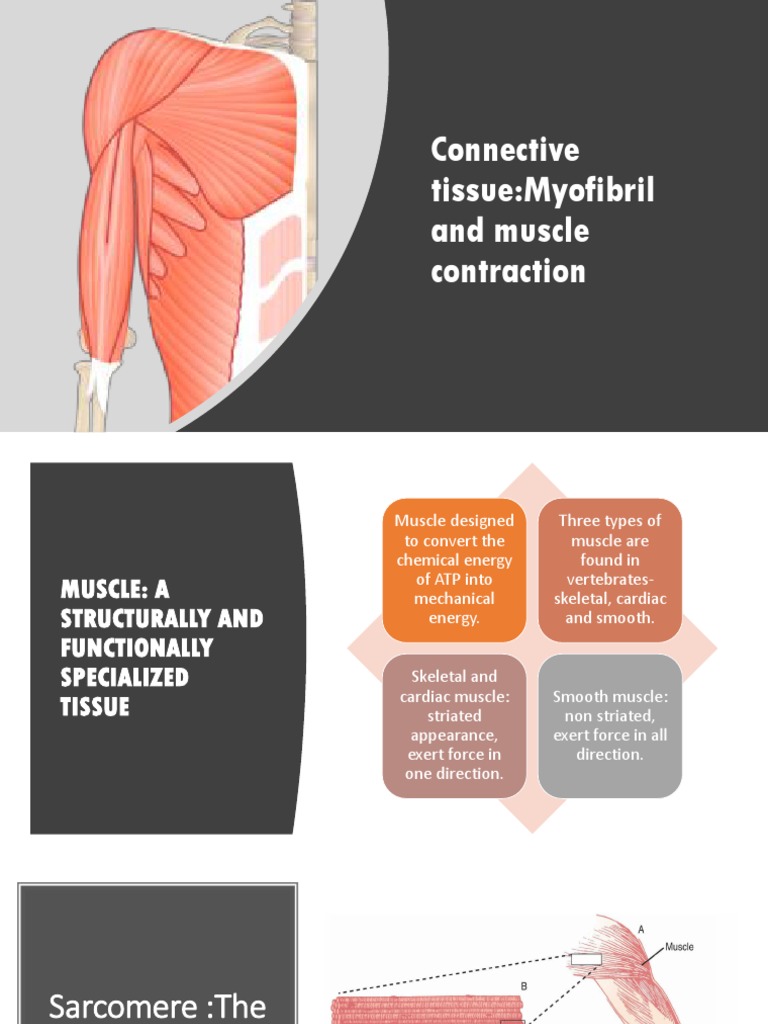 Connective Tissue:myofibril and Muscle Contraction | PDF | Actin ...