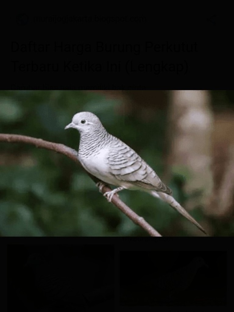 Burung Perkutut | PDF