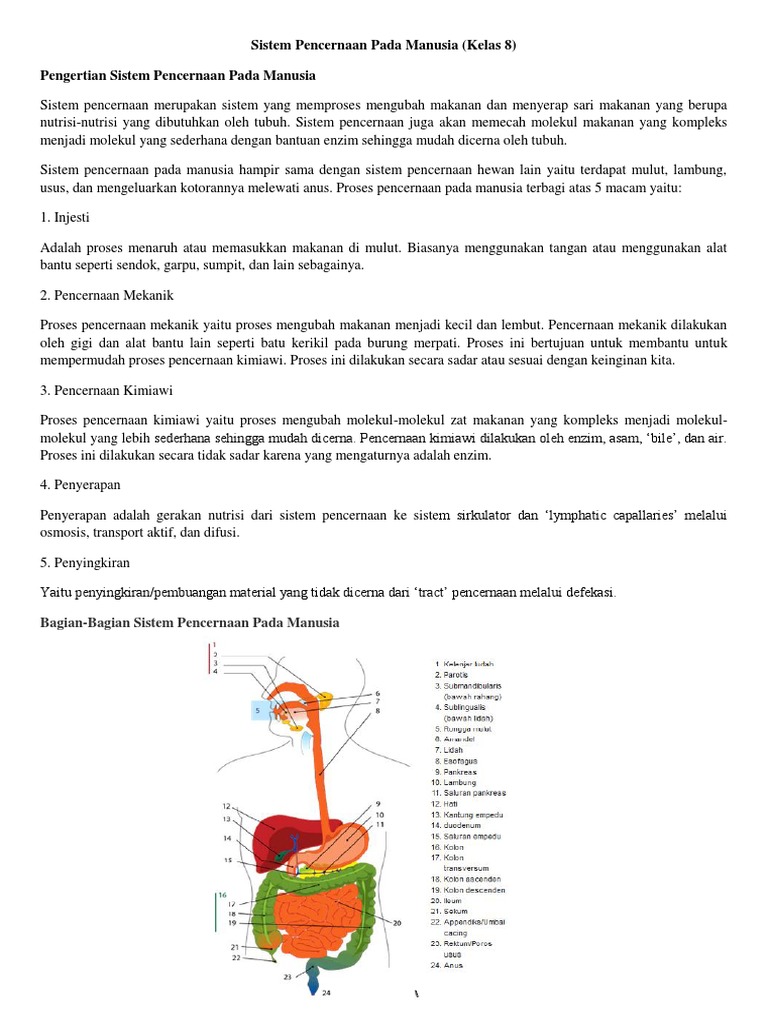 Sistem Pencernaan Pada Manusia (Kelas 8) EDIT | PDF