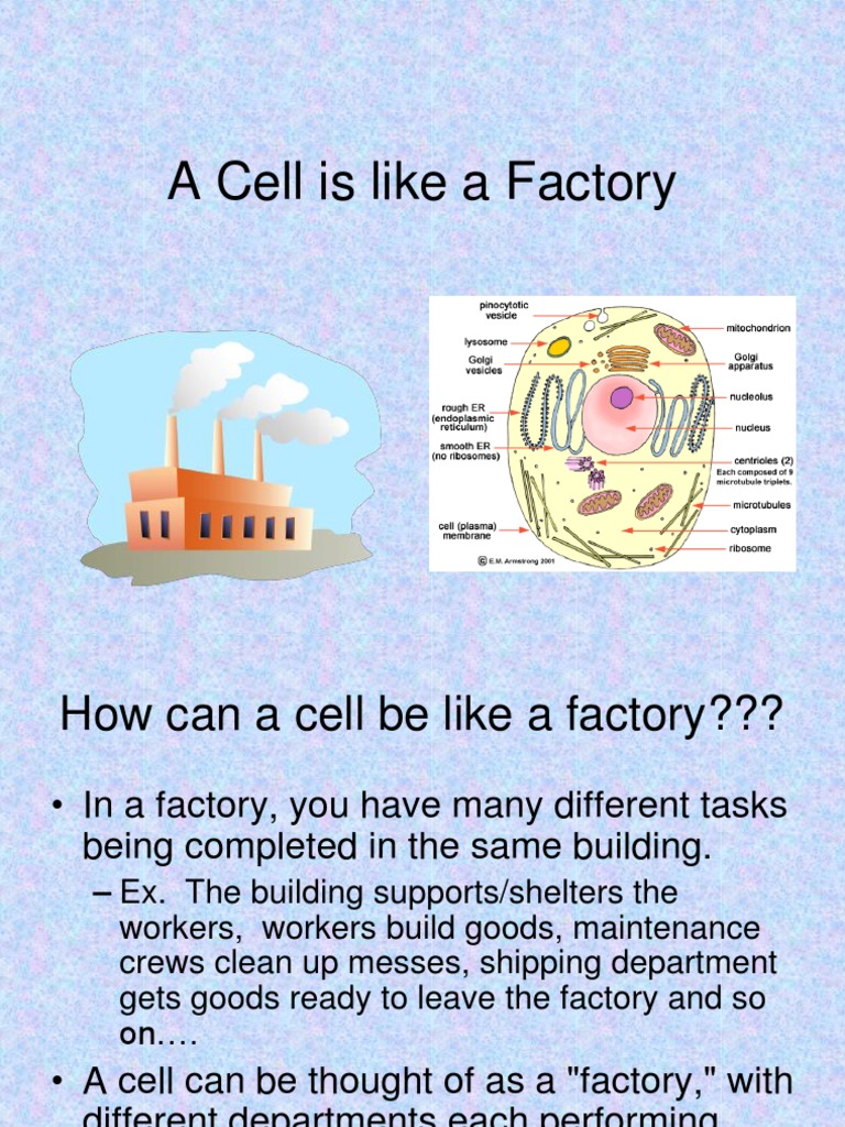 A Cell Is Like A Factory | PDF | Cell (Biology) | Anatomy