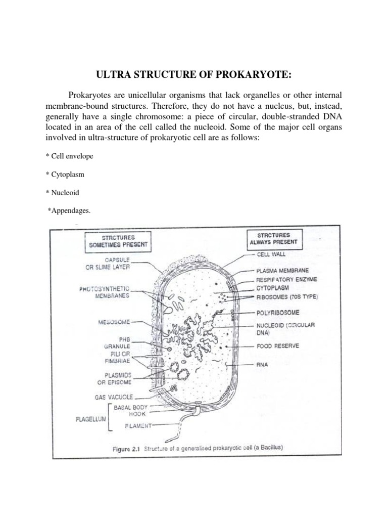 Ultra Structure of Prokaryote:: Cell Envelope Cytoplasm Nucleoid ...