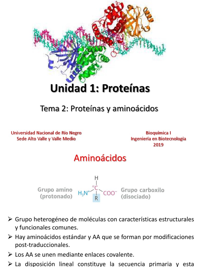 Unidad 2 Tema 2 Proteínas | PDF | Estructura proteica | Hoja Beta