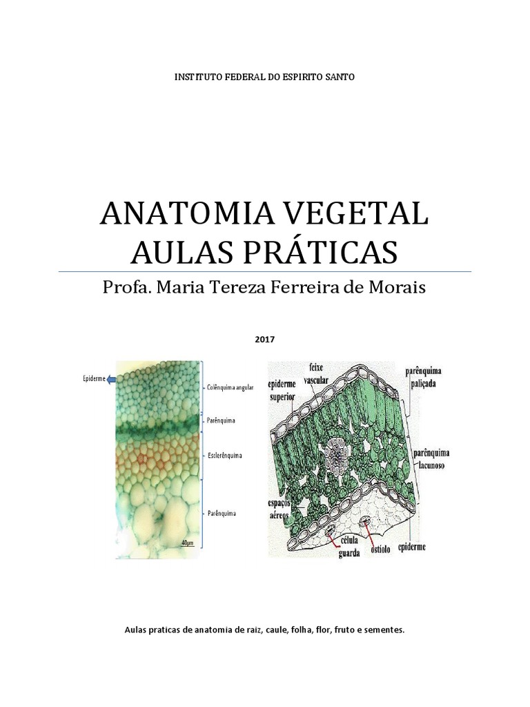 Aula Prática - Anatomia Vegetal - Aluno | PDF | Lente (ótica) | Raiz