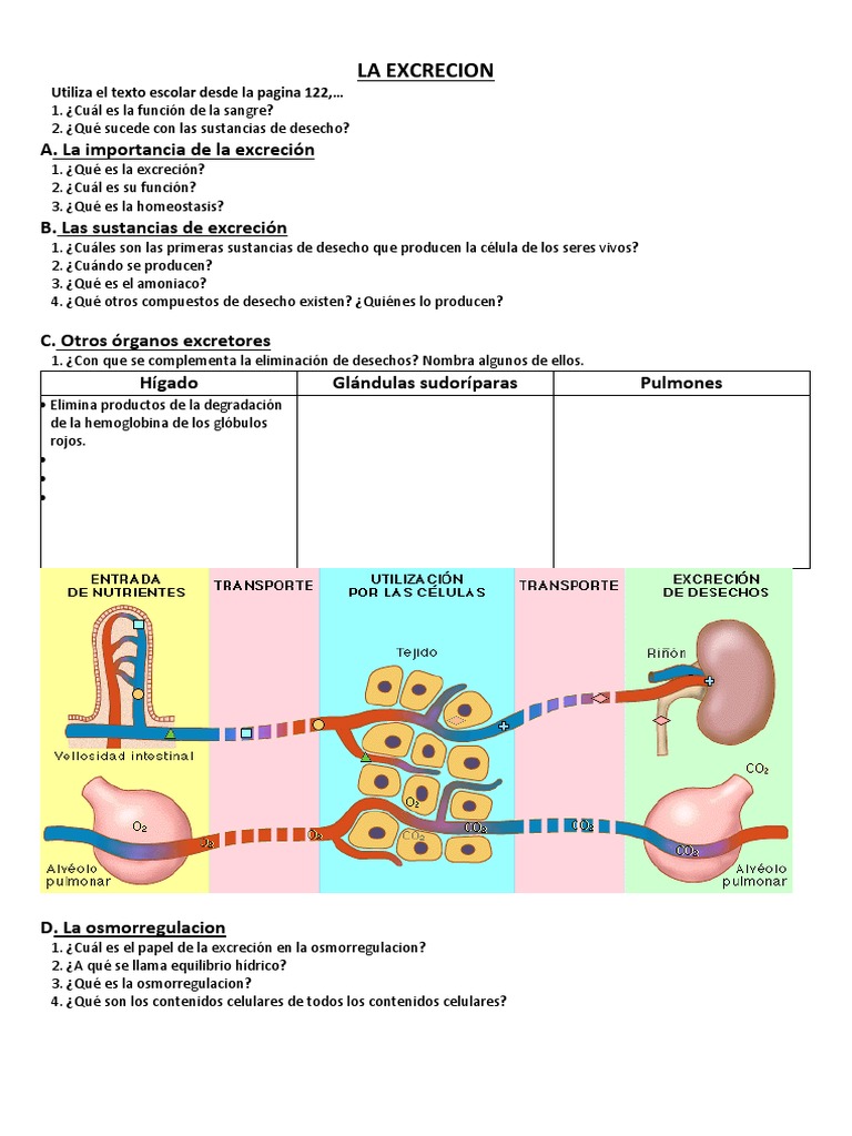 La Excrecion | PDF | Riñón | Sistema urinario
