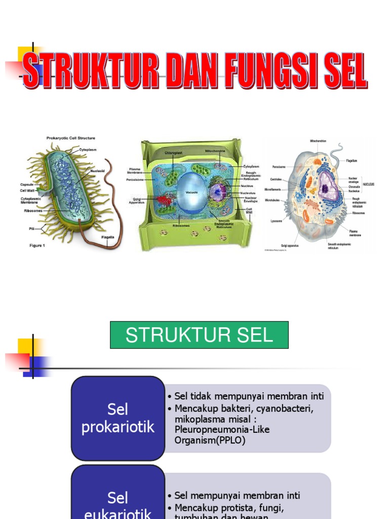 Struktur Dan Fungsi Sel PDF | PDF