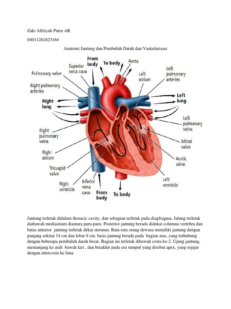 Anatomi dan Vaskularisasi Jantung | PDF