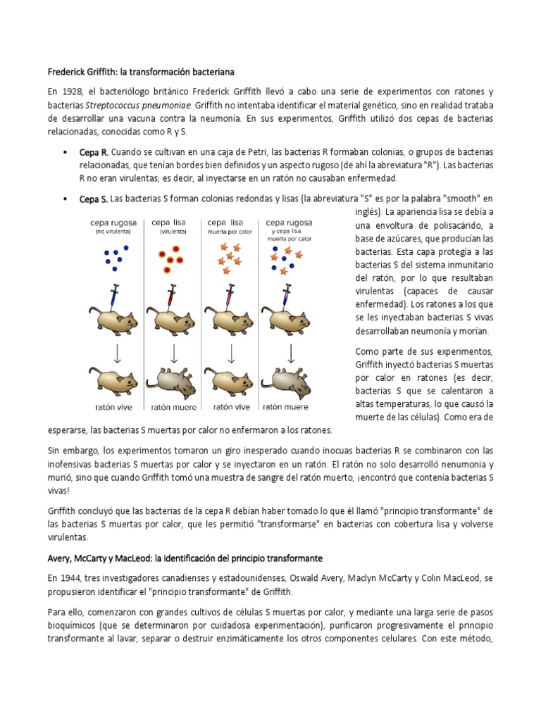 Frederick Griffith | PDF | Bacteriófago | Adn