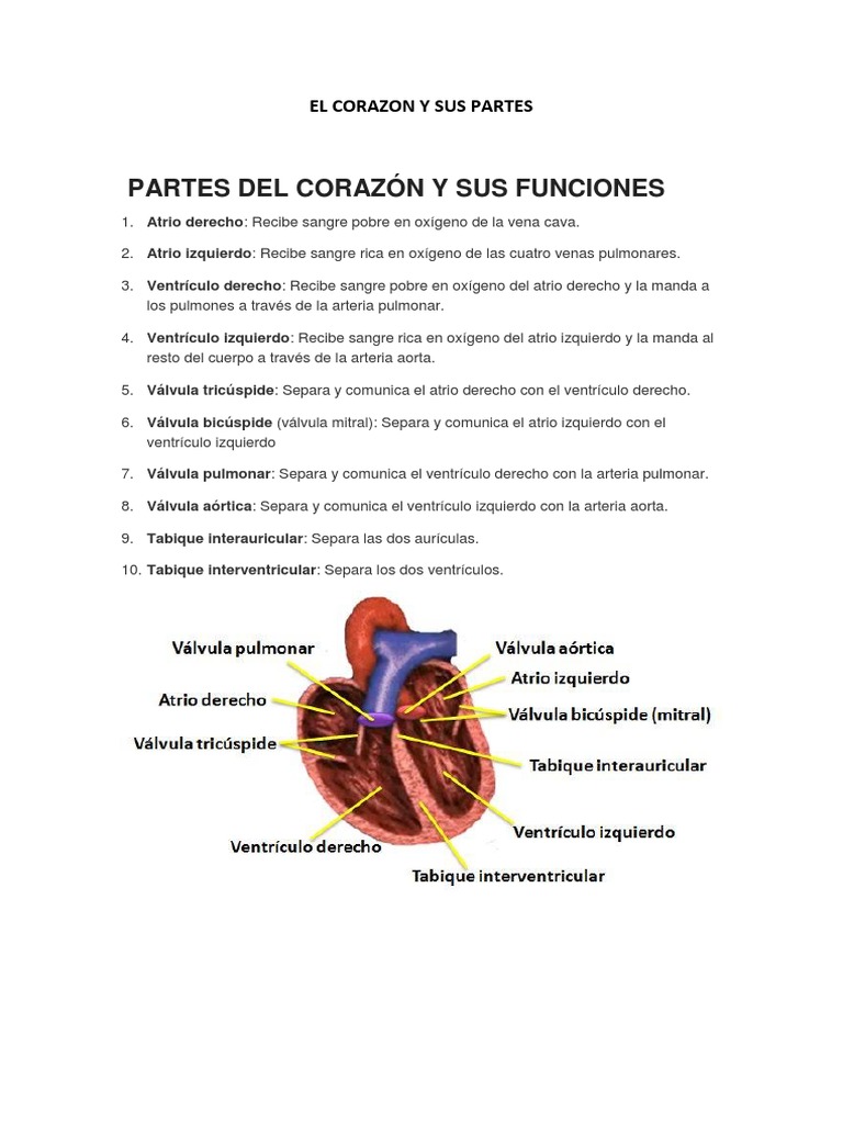 Partes Del Corazón Y Sus Funciones | Ventrículo (corazón) | Corazón