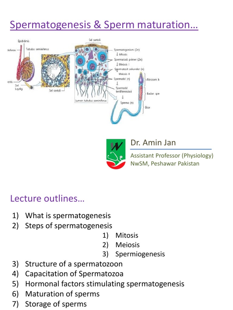 Spermatogenesis | PDF | Reproductive System | Cell Biology