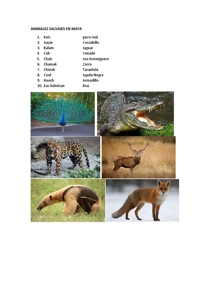 Animales en Maya y Kiche en Español | PDF