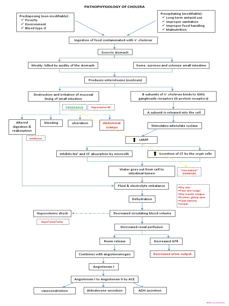 Pathophysiology of Cholera PDF | PDF | Angiotensin | Cholera
