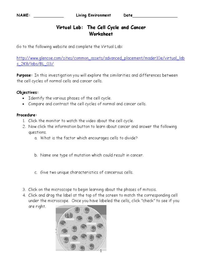 03-Virtual Mitosis and Cancer Lab | PDF | Mitosis | Cell Cycle