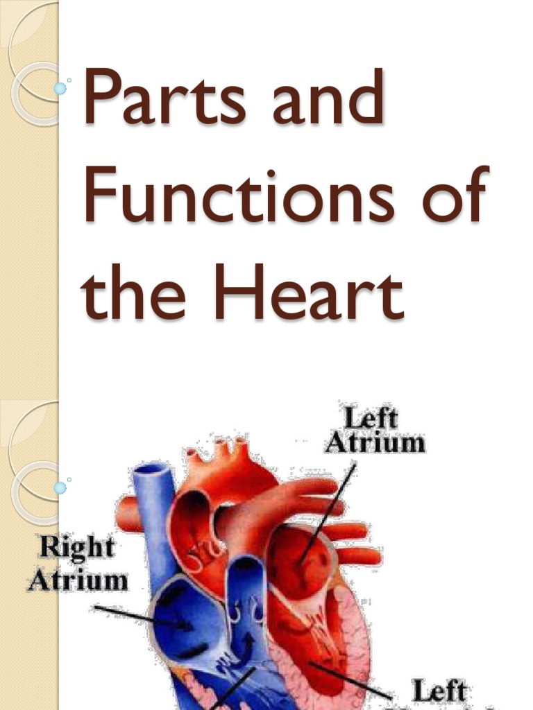 Parts and Functions of The Heart | PDF