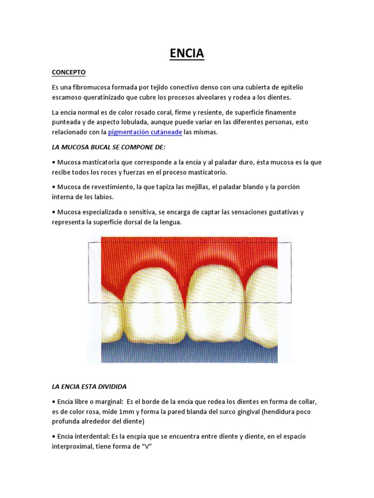 ENCIA | PDF | Anatomía | Boca