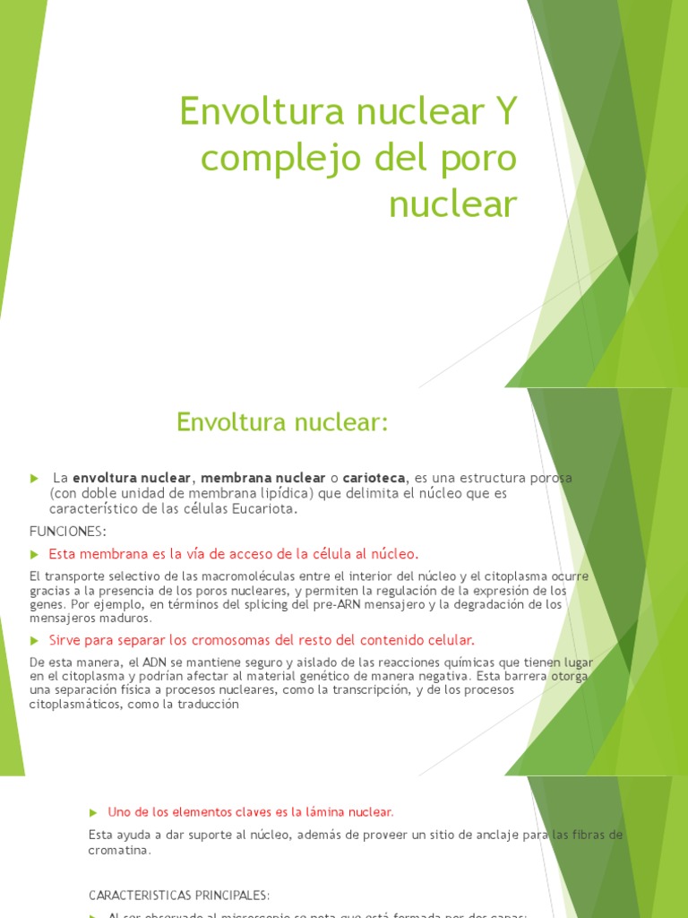 Envoltura Nuclear Y Complejo Del Poro Nuclear | PDF | Nucleo celular ...