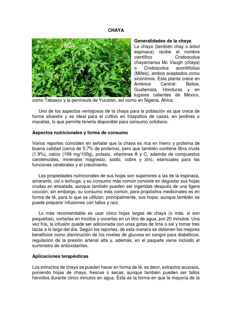 Beneficios y usos de la chaya medicinal | PDF | Diabetes mellitus ...