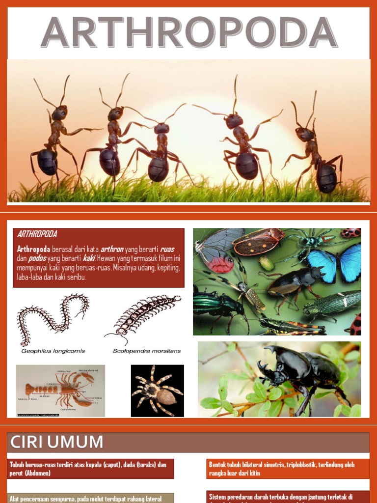 Arthropoda PPT Fix | PDF