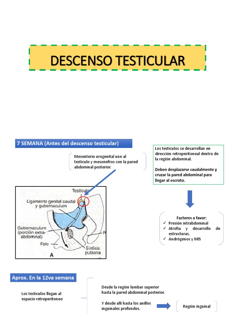 Descenso Testicular | Testículo | Abdomen