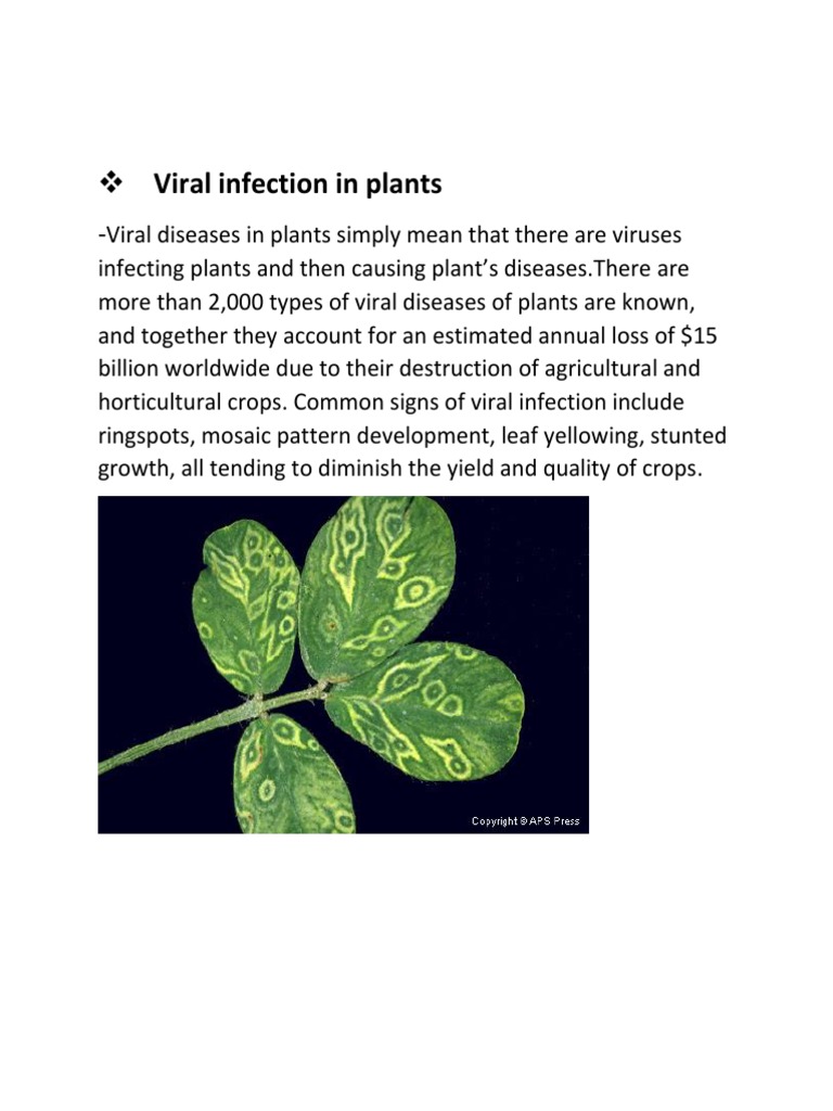 Viral Infection in Plants | PDF | Plant Virus | Virus