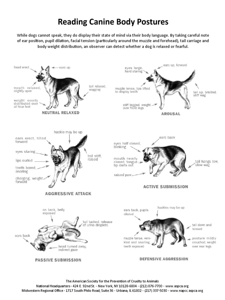 Dog S Body Language Pdf