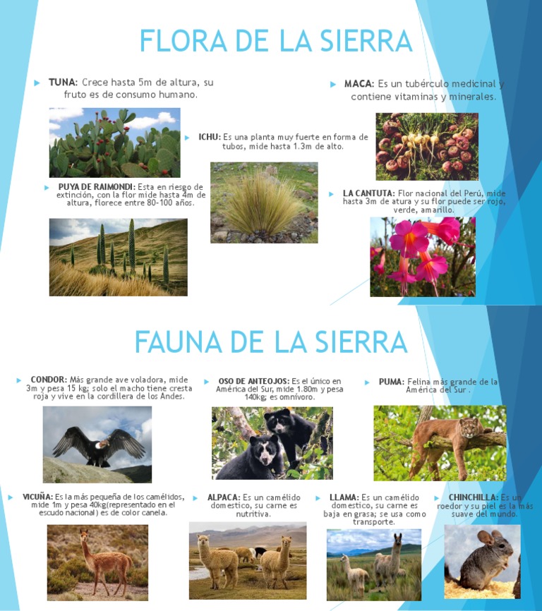 Flora de La Sierra | PDF