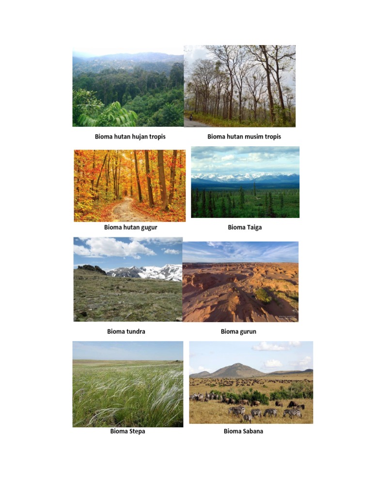 Bioma Hutan Hujan Tropis Bioma Hutan Musim Tropis | PDF