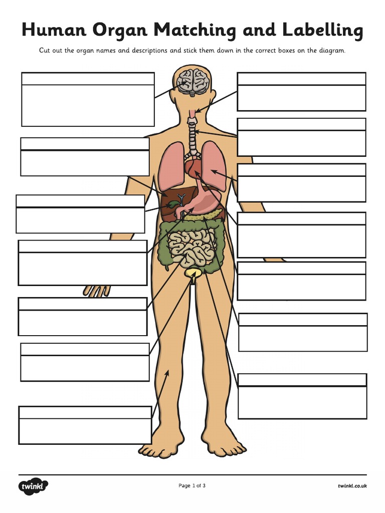 T HE 153 Human Organ Matching and Labelling Activity