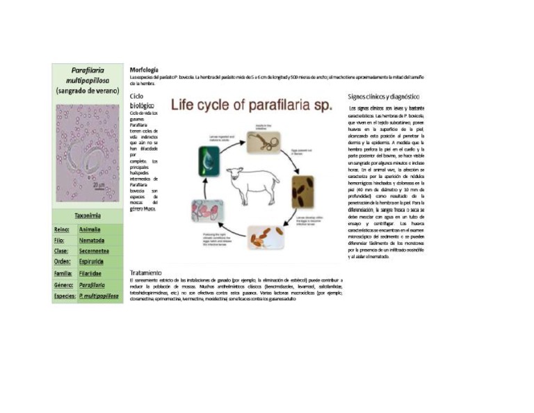 Parafilaria Multipapillosa | PDF