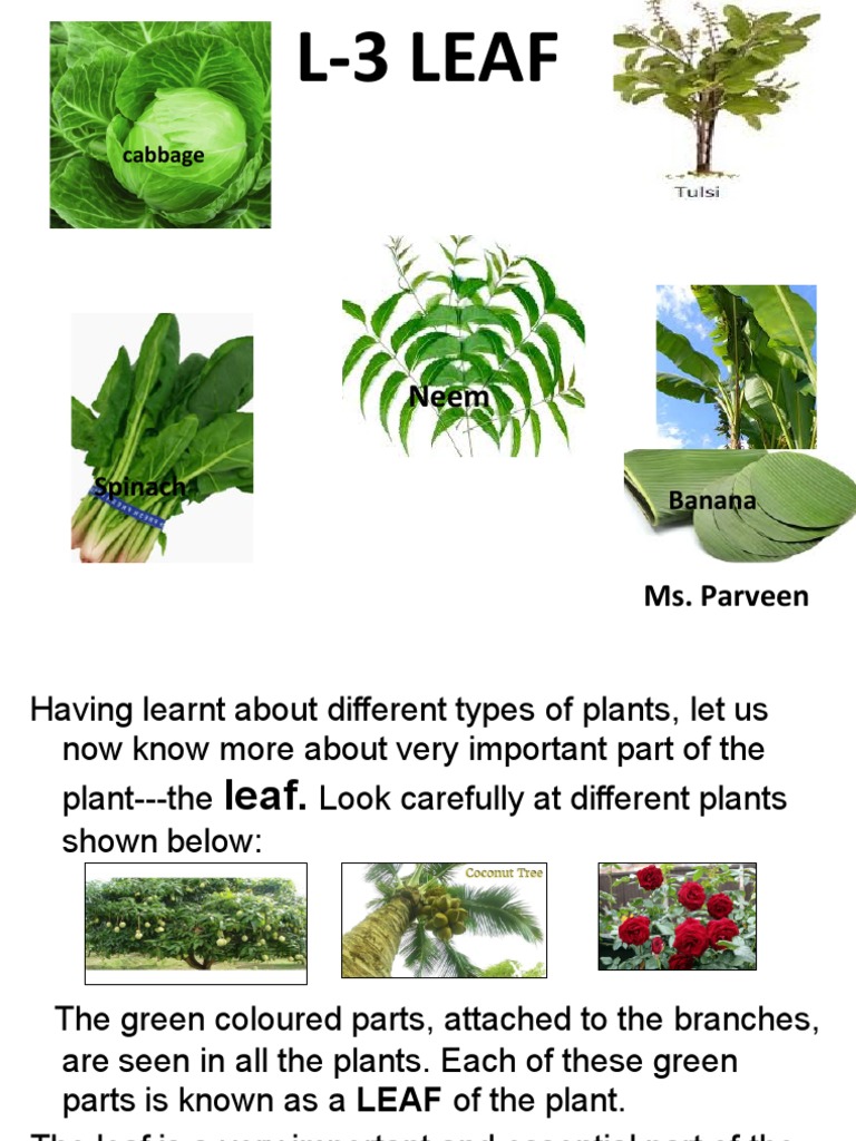 L-3 Leaf Class III | PDF | Leaf | Coriander
