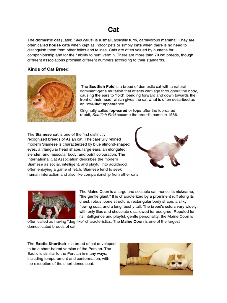 Report Text: Cat | PDF | Cats | Allergy