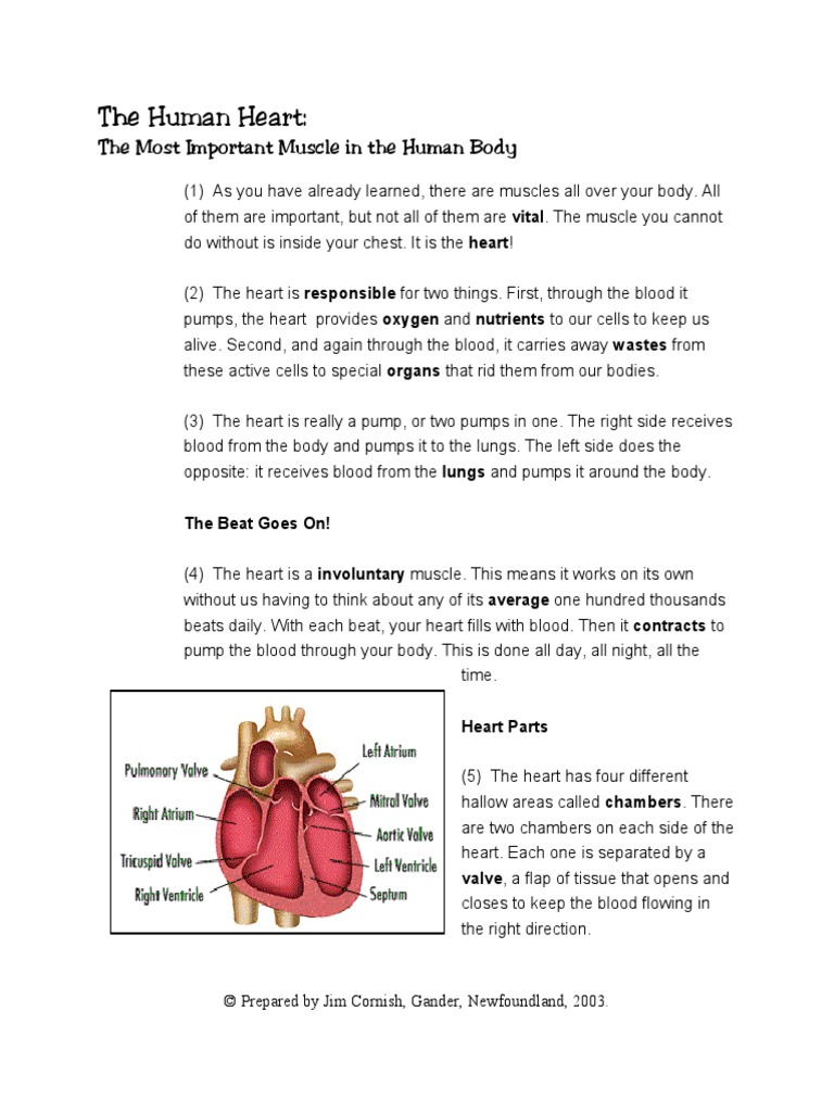 Heart Anatomy | PDF | Heart | Atrium (Heart)