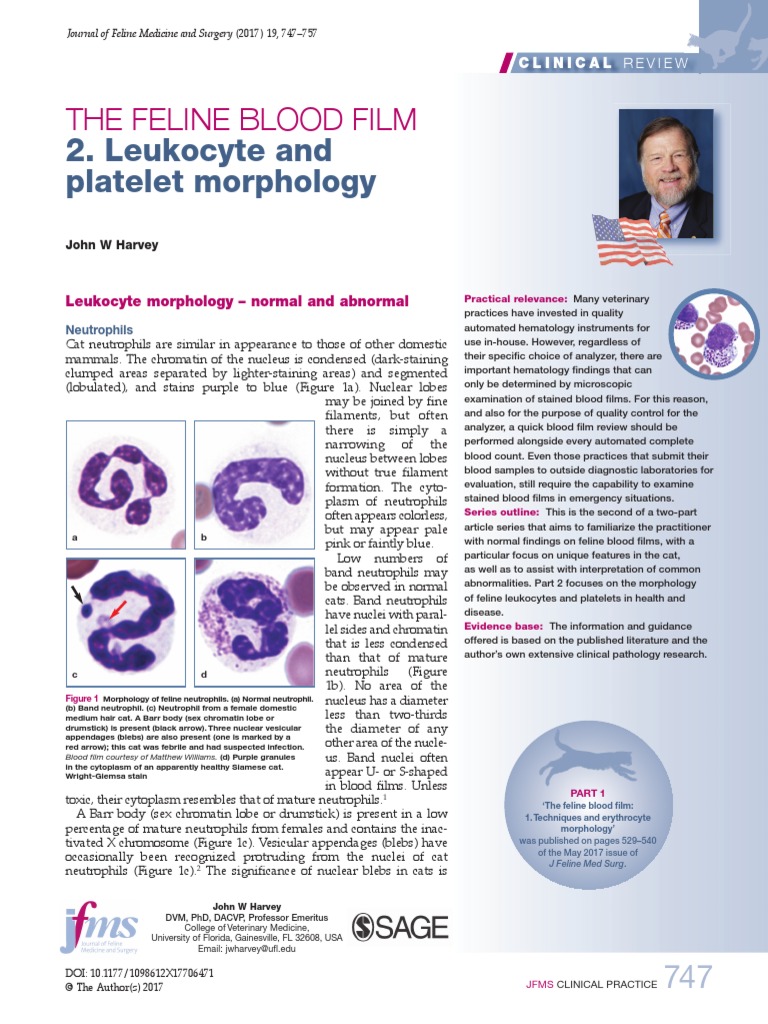 Feline Blood Film 2 | PDF | Lymphocyte | White Blood Cell