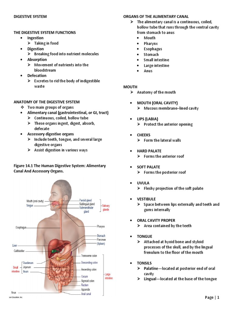 The Human Digestive System Alimentary Tube And Accessory Organs