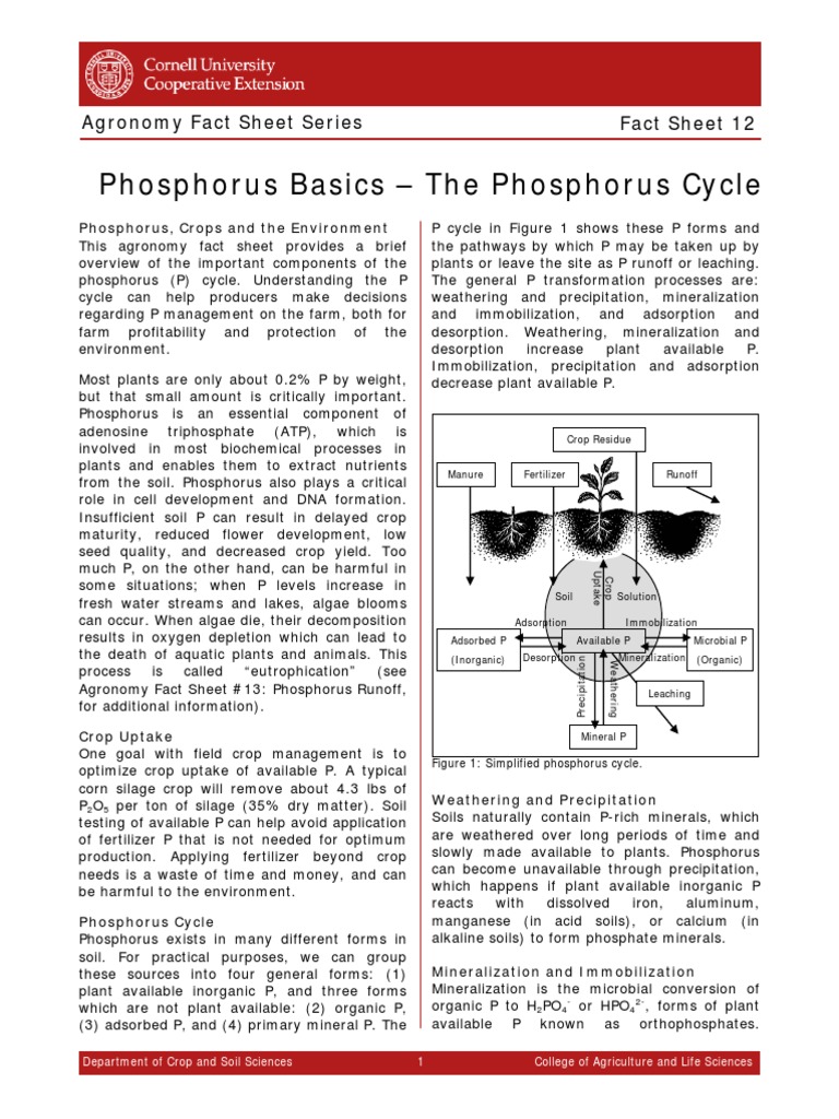 Phosphorus Basics - The Phosphorus Cycle: Fact Sheet 12 Agronomy Fact ...