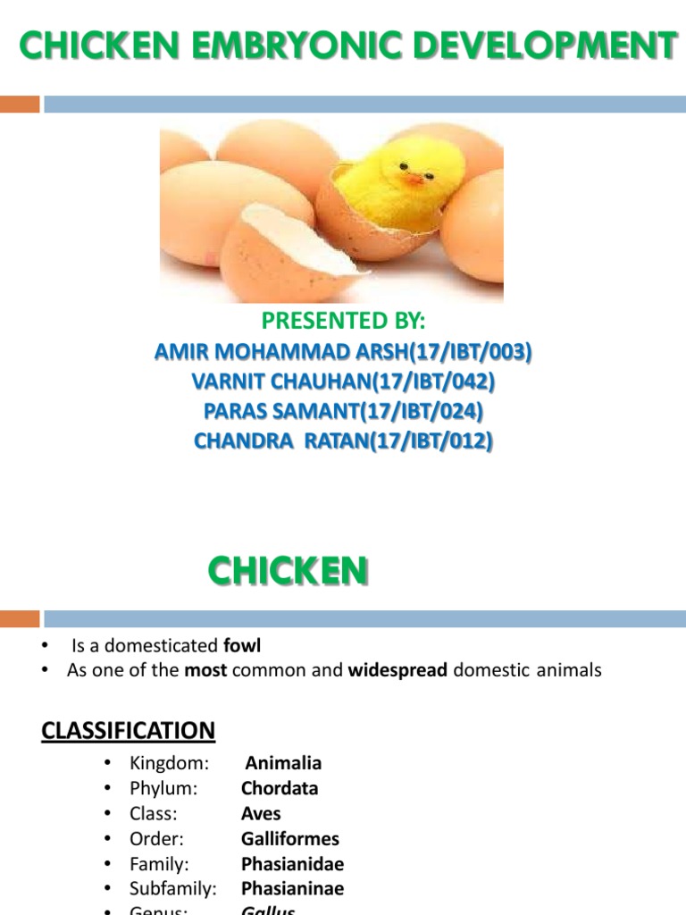 Embryonic Development of Chicken | PDF | Biological Processes ...