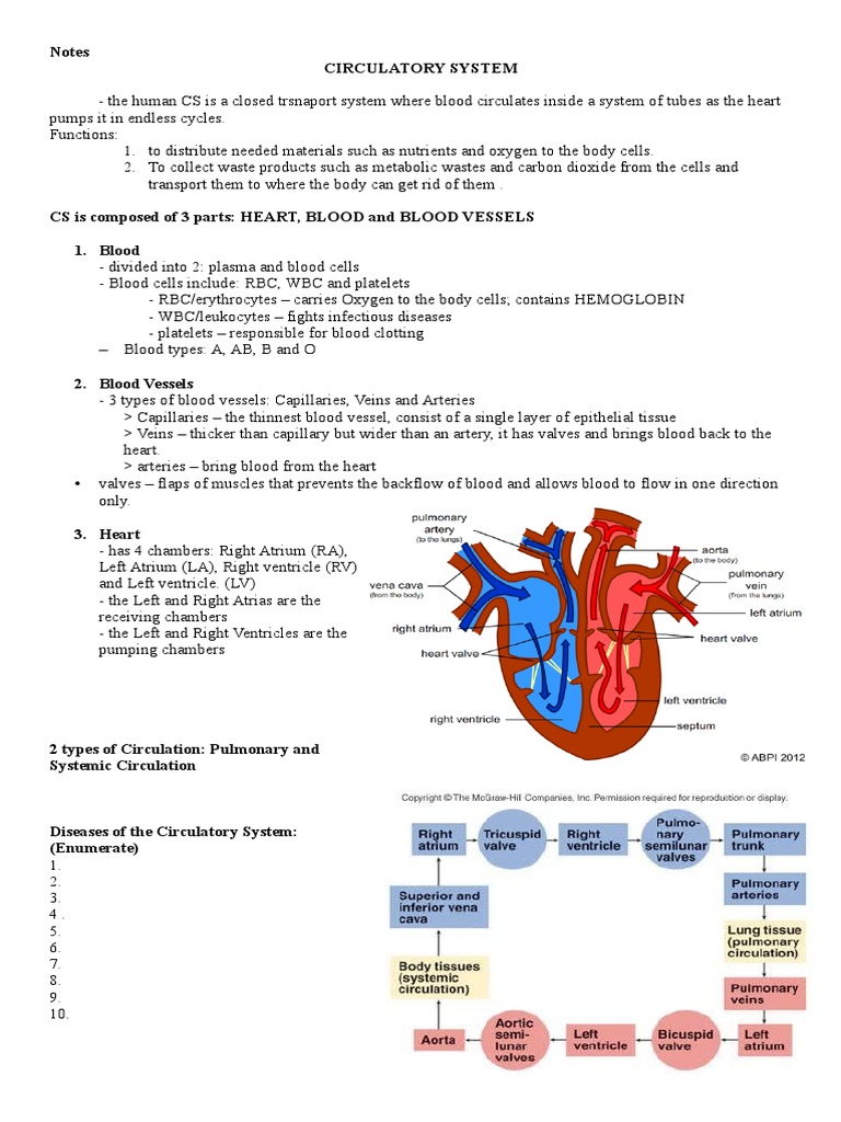 Notes2 Circulatory System | PDF