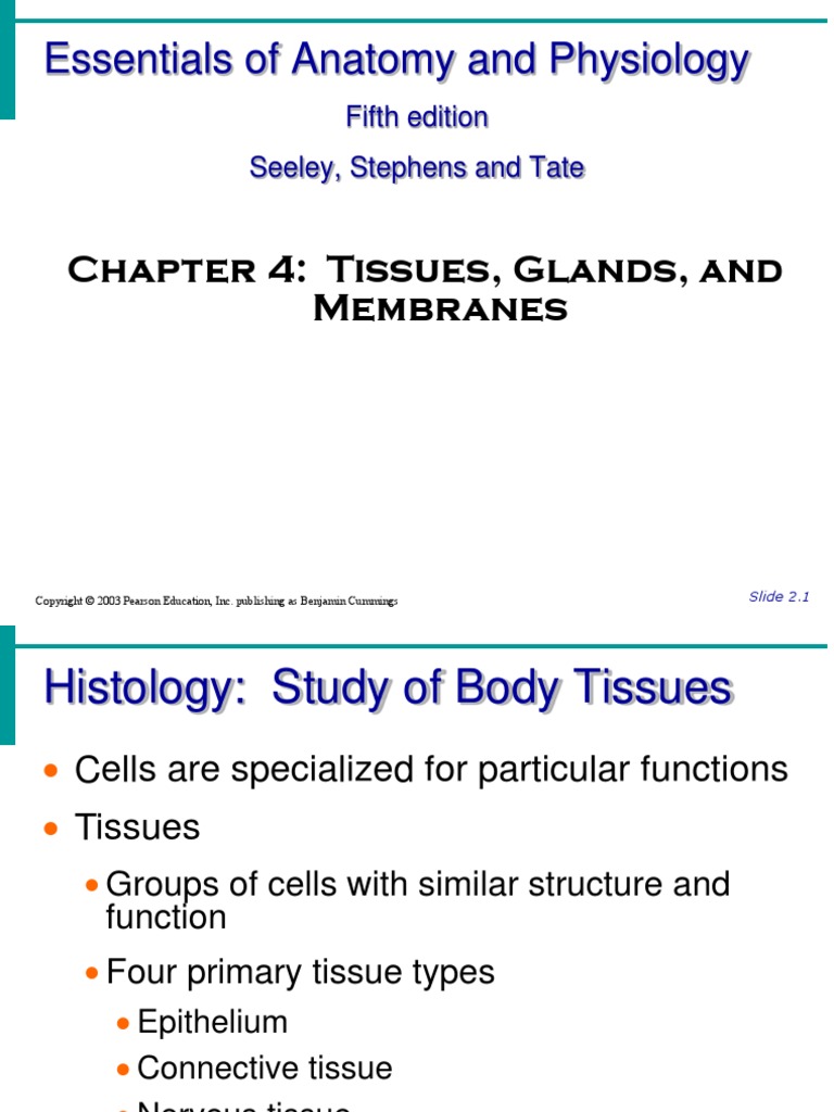 Primary Tissue | PDF | Epithelium | Connective Tissue