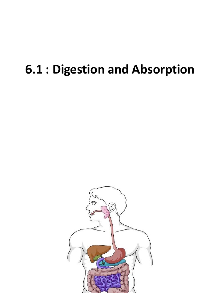6.1: Digestion and Absorption | PDF | Digestion | Cell Membrane